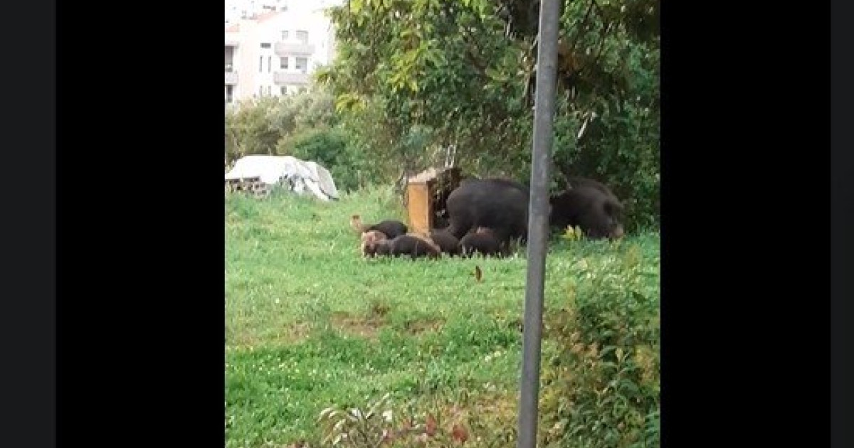 Μόνιμοι κάτοικοι Θεσσαλονίκης τα... αγριογούρουνα (βίντεο)