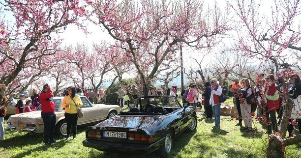 Βέροια: Ρετρό πικ-νικ στον ροζ κάμπο με τις ανθισμένες ροδακινιές (φωτ.)