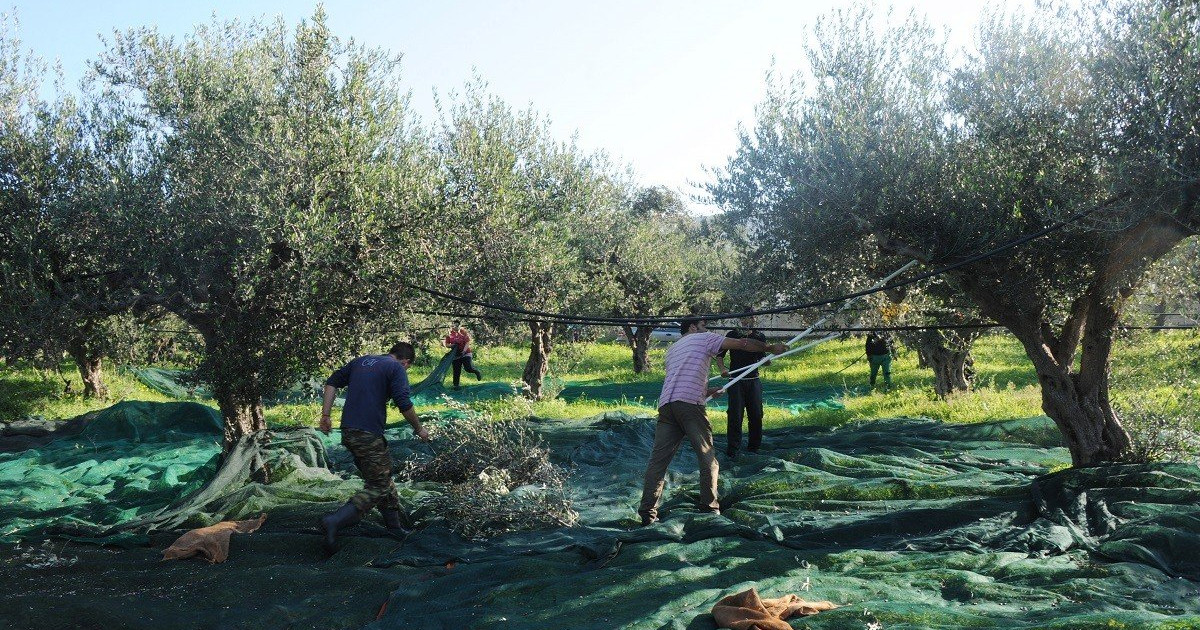 Ώρα μηδέν για την ελιά Χαλκιδικής: Καύσωνες, λειψυδρία και ακριβά ...