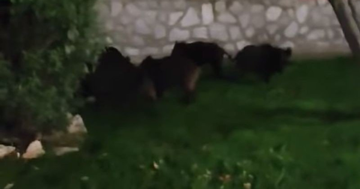 Θεσσαλονίκη: Βγήκαν για… βόλτα τα αγριογούρουνα στην Πυλαία (βίντεο)