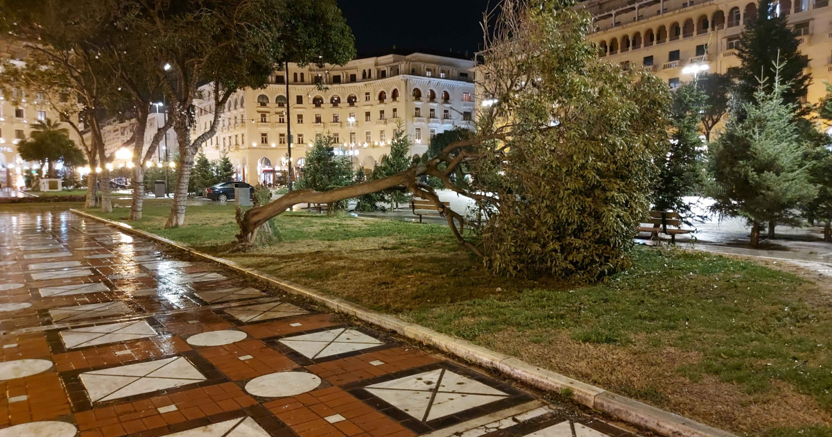 Θεσσαλονίκη: 1.039 κλήσεις για κοπές δέντρων έλαβε η Πυροσβεστική - Πού ...