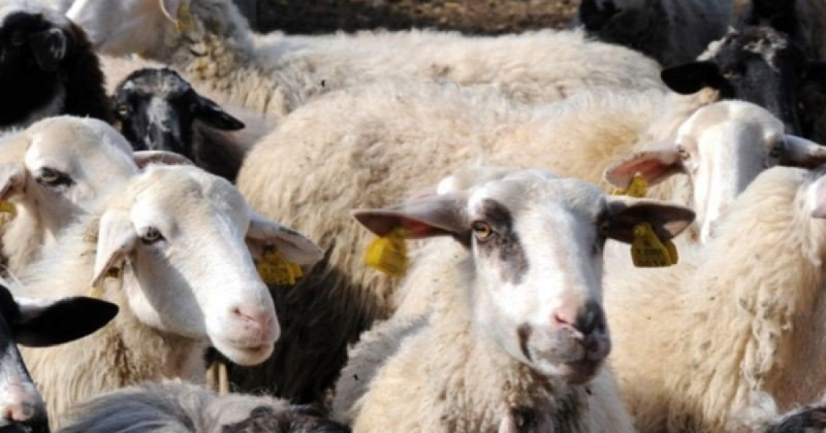 ΥΠΑΑΤ: Τα 7 έκτακτα μέτρα αντιμετώπισης της ευλογιάς των αιγοπροβάτων